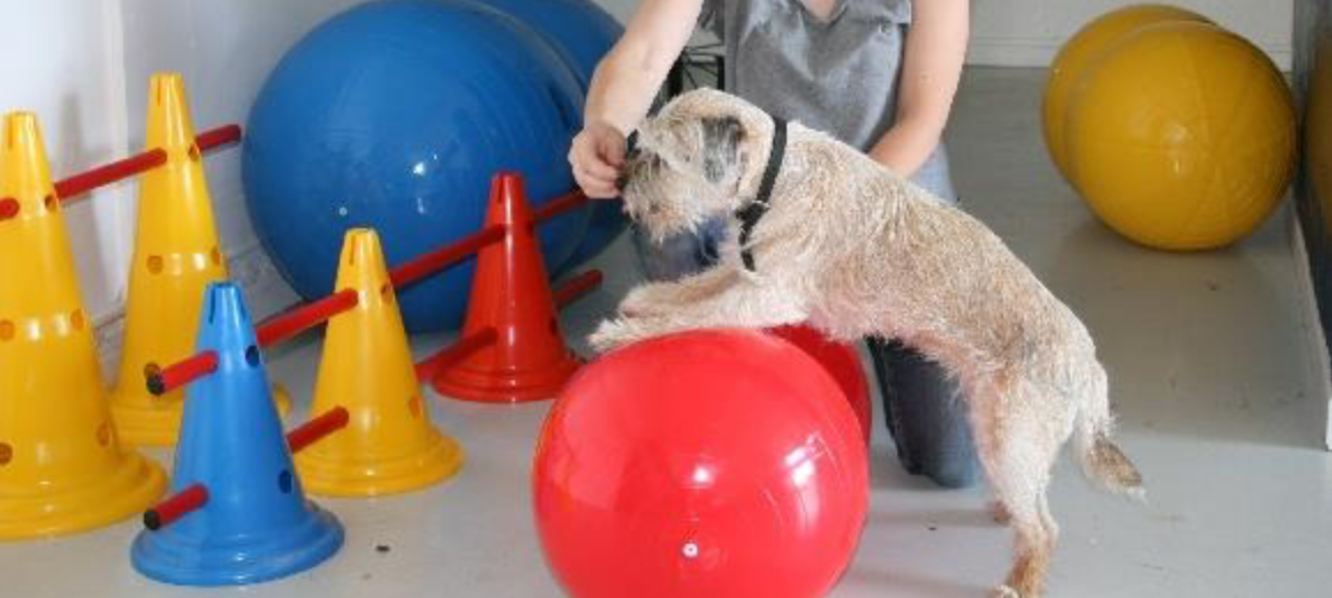 Initiation à la proprioception | Club Canin du Val de Metz